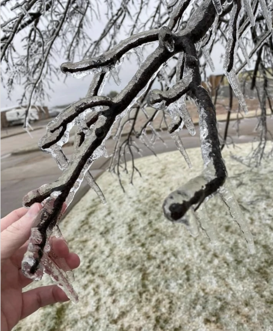 Preparing Trees for Winter – Home Run Inspections, LLC